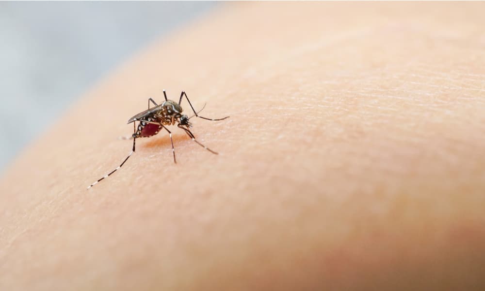 Vacina contra a dengue: principais informações | Vida Saudável ...